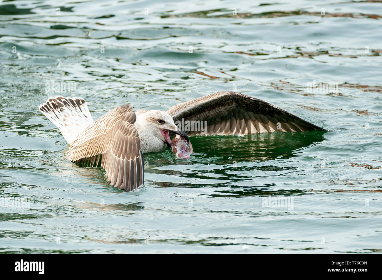 Leftover fish hi-res stock photography and images - Alamy