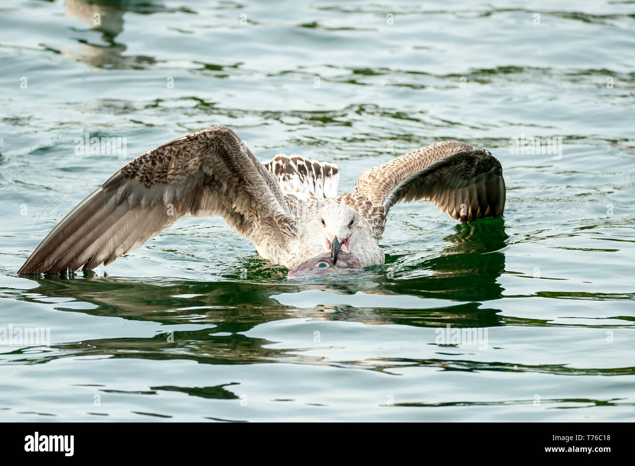 Leftover fish hi-res stock photography and images - Alamy