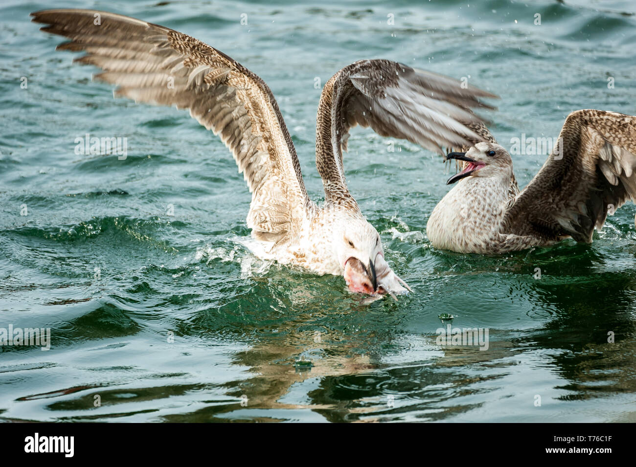 Attacking seagulls hi-res stock photography and images - Alamy