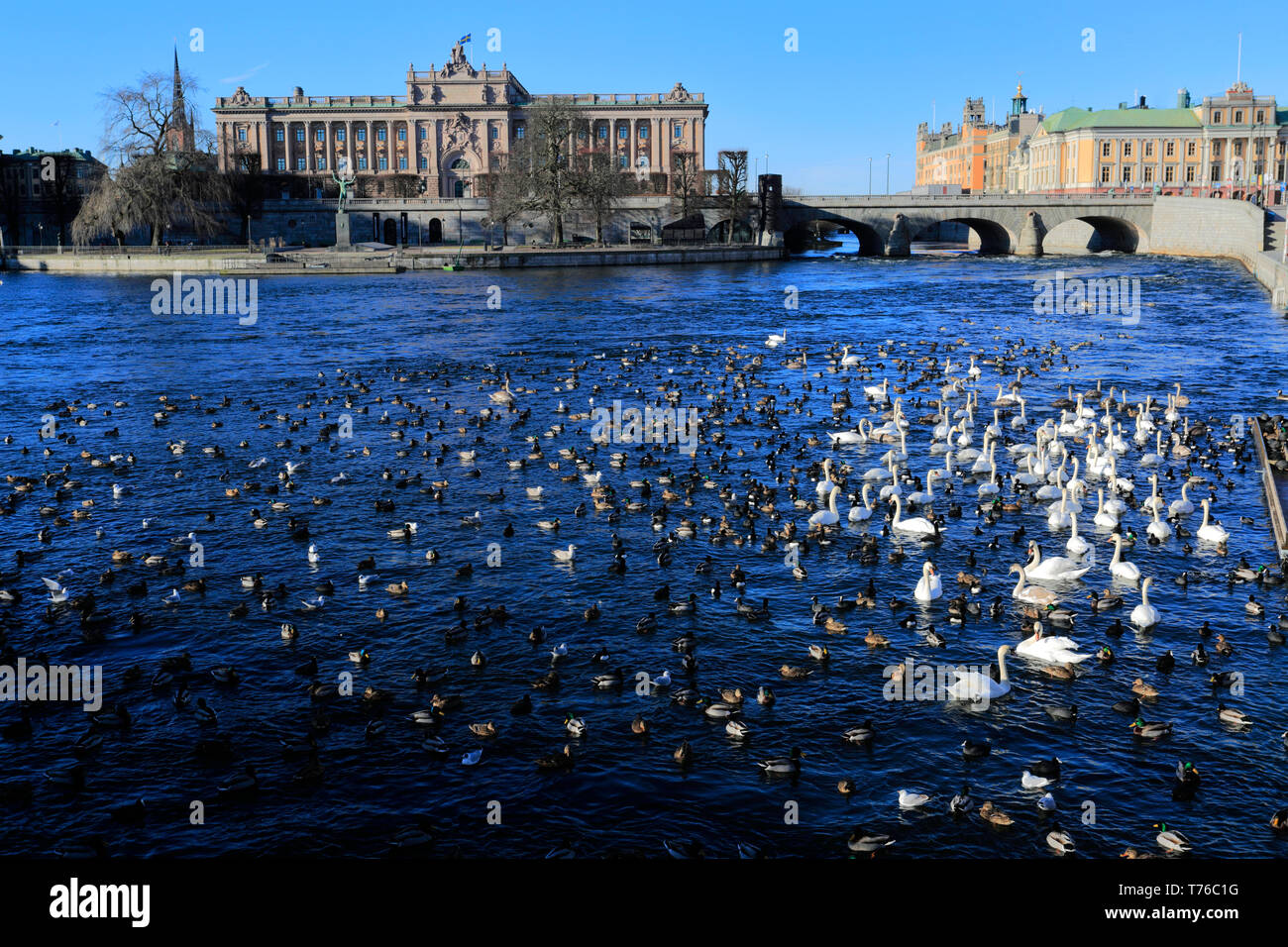 Swans and birds on lake malaren hi-res stock photography and images - Alamy