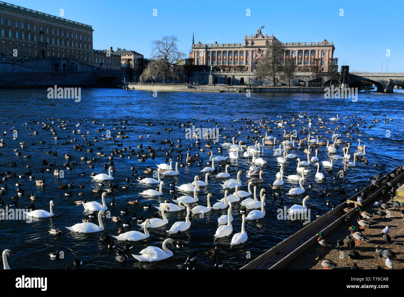 Birds on lake malaren hi-res stock photography and images - Alamy
