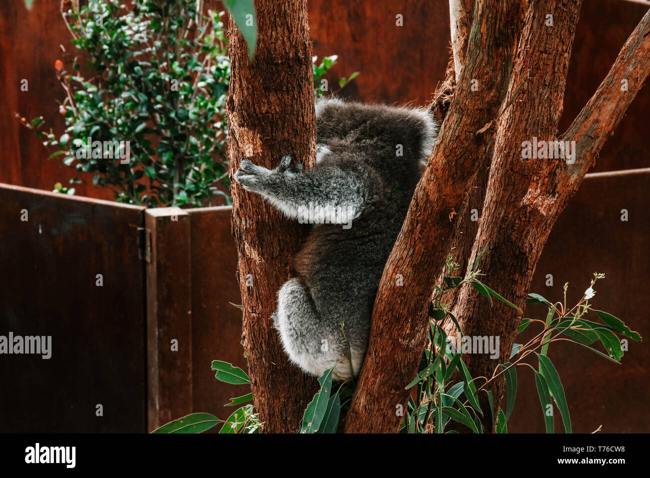 Koala Bear Climbing In Eucalyptus Tree In Australia Stock Photo - Alamy
