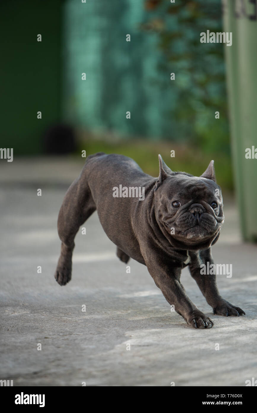 Funny french bulldog trying to stop from running on his front two feet ...