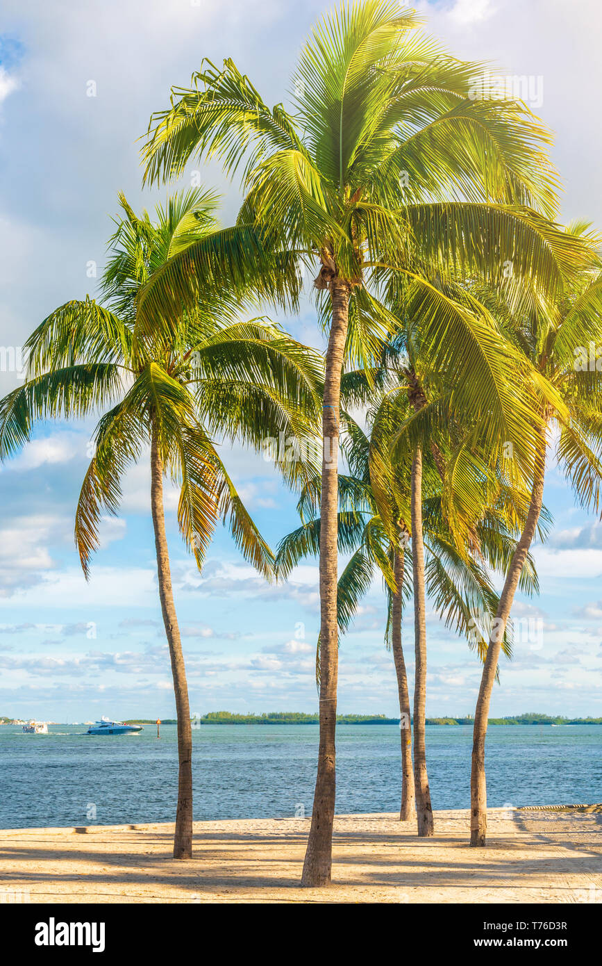 Scenic green tall palm trees near the water located near Port of Miami ...