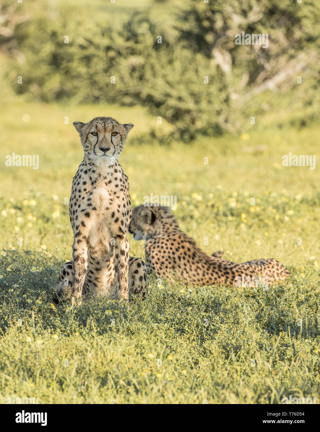 Cheetahs and cubs in Northern Tuli Game reserve in Botswana Stock Photo ...