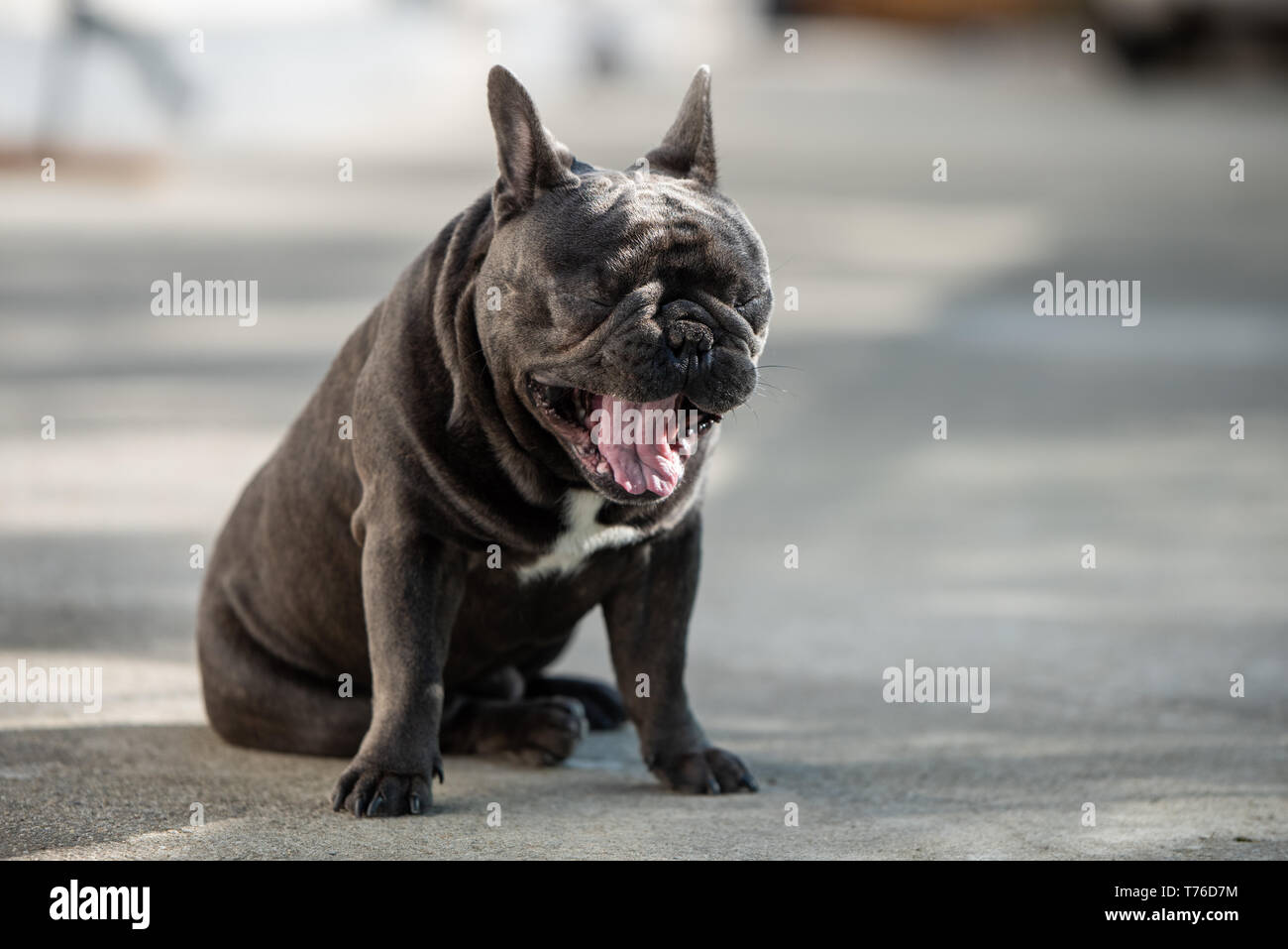 Sleepy cute french bulldog is yawning outdoor while sitting. Blurred ...