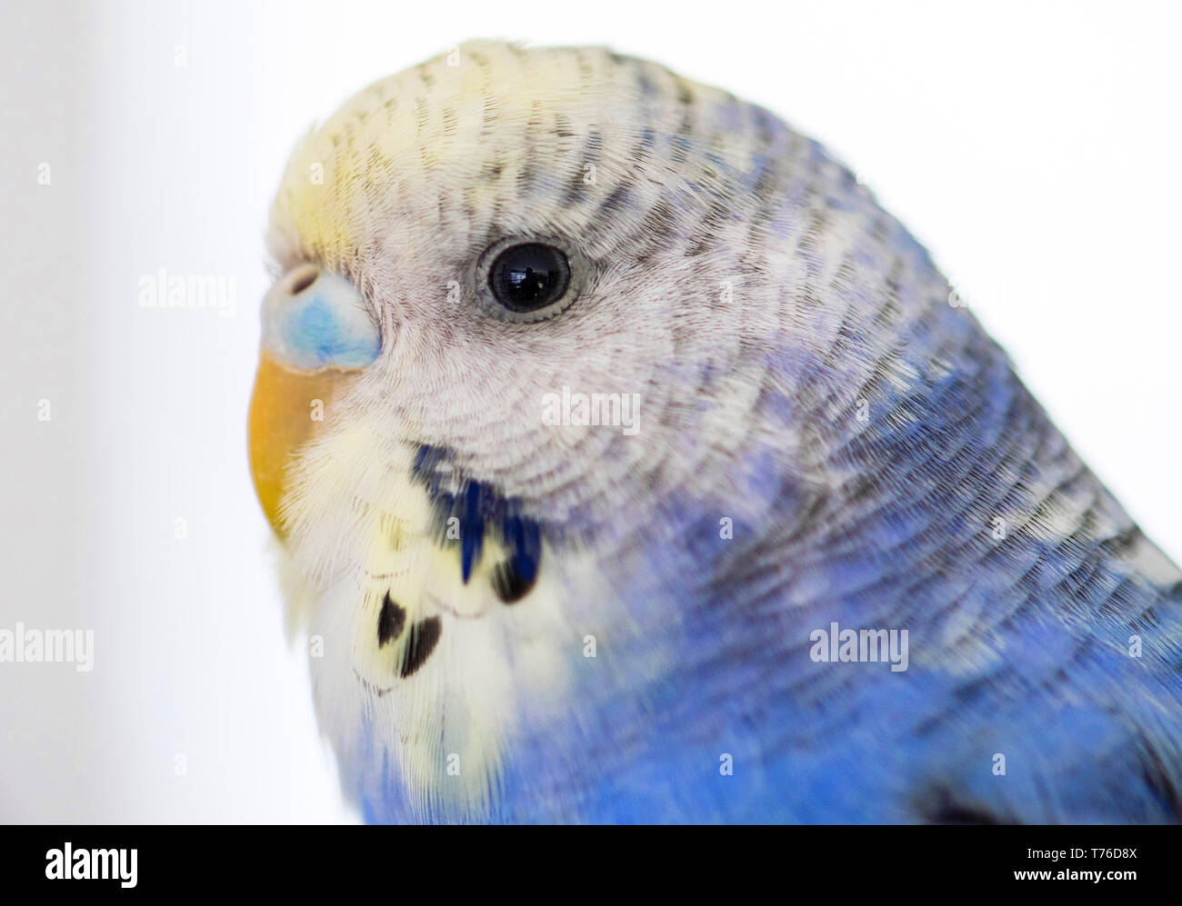 Budgerigar chick hi-res stock photography and images - Alamy
