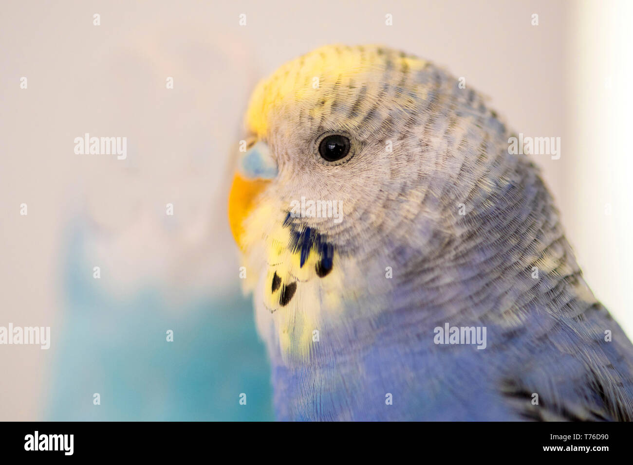 Portrait of a blue bubi budgie Stock Photo - Alamy