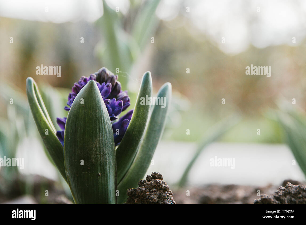 Hyacinthbackground hi-res stock photography and images - Alamy