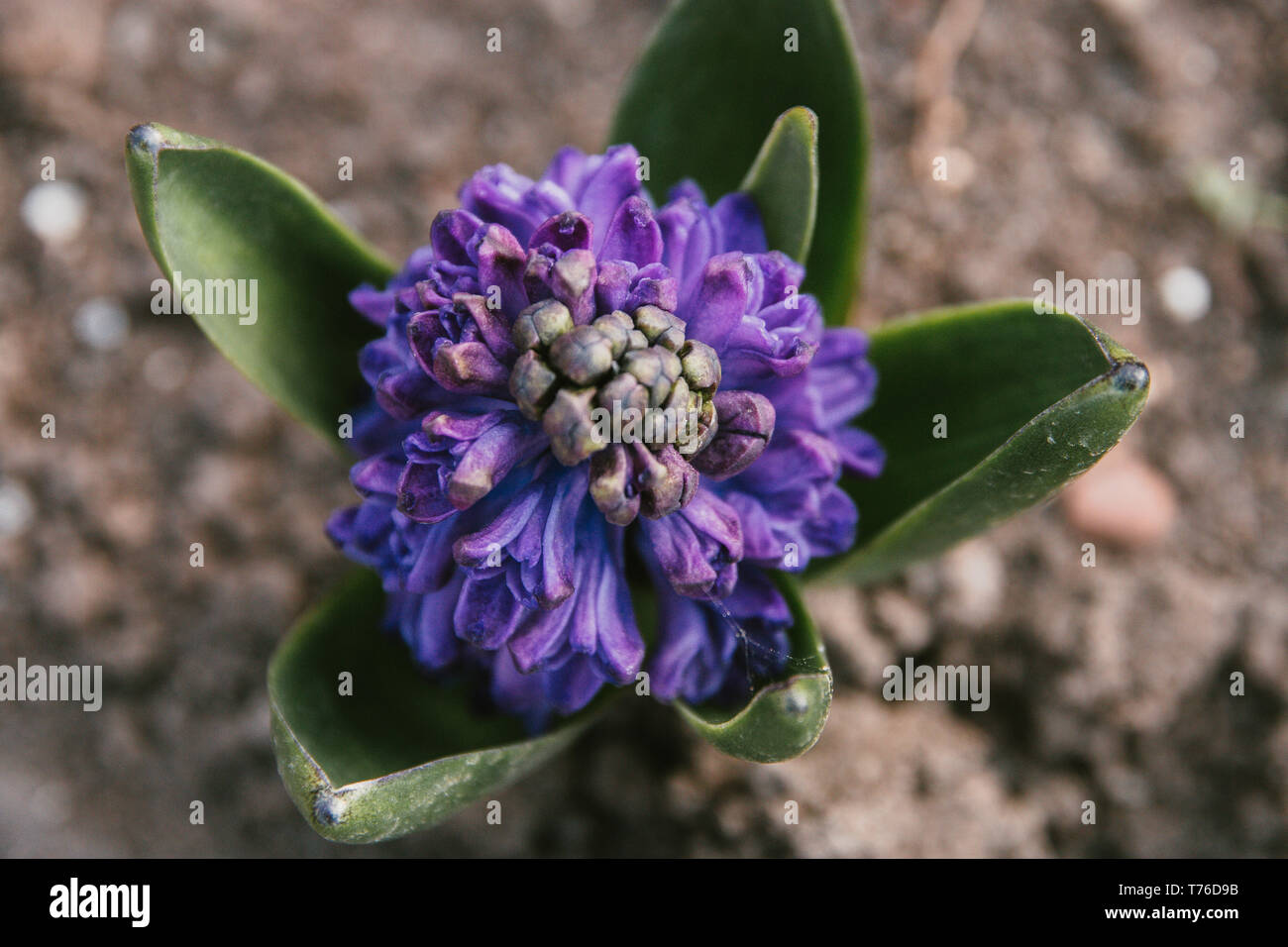 Hyacinthbackground hi-res stock photography and images - Alamy