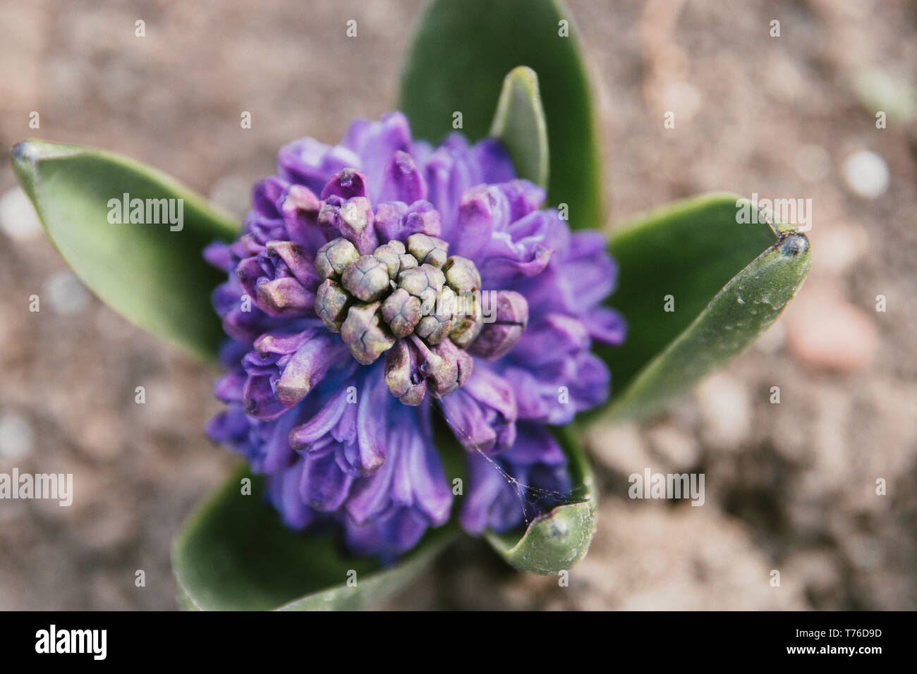 Hyacinthbackground hi-res stock photography and images - Alamy