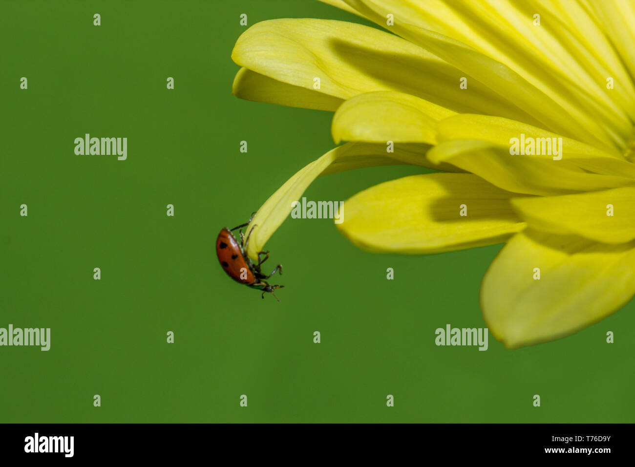Ladybug on a Daisy Stock Photo - Alamy