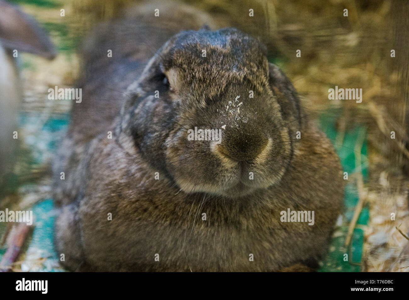 big grey rabbit in a cage in a petting zoo Stock Photo - Alamy