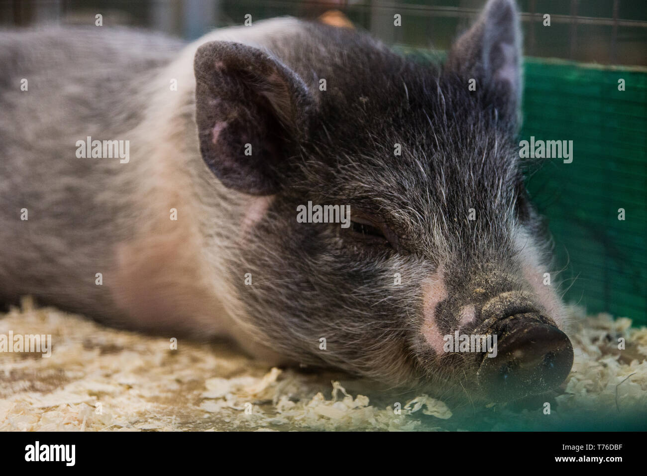 grey pink mini pig lies in a cage in the petting zoo Stock Photo - Alamy