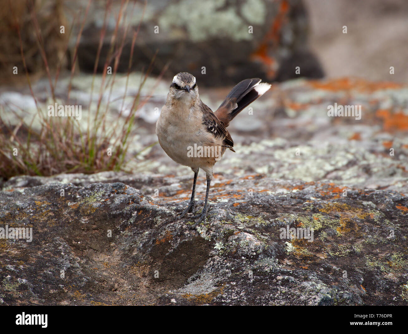 A Chalk-browed mockingbird (Mimus saturninus) in Cuesta Blanca, Cordoba ...