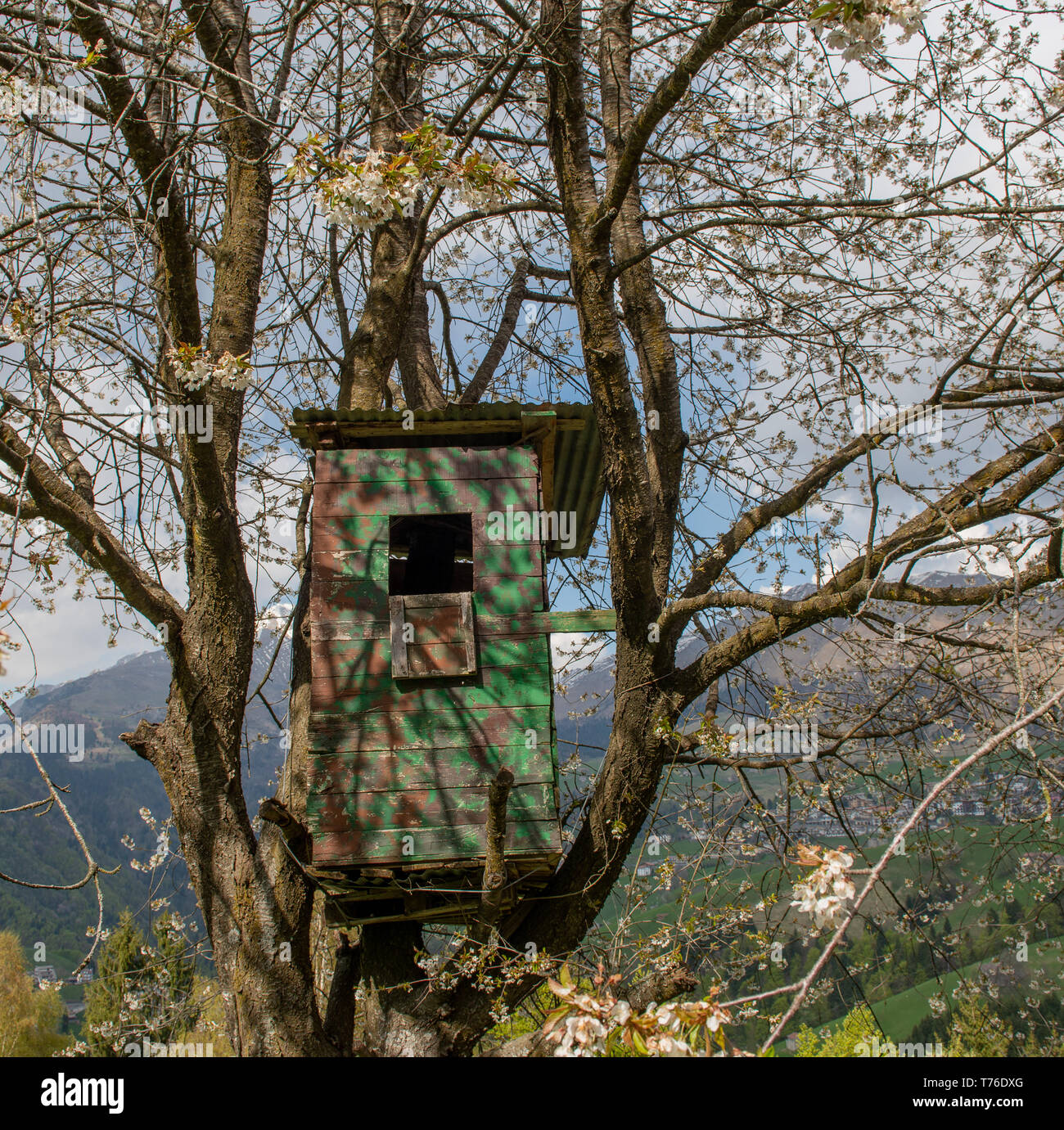 Cabin lodge on a tree hi-res stock photography and images - Alamy