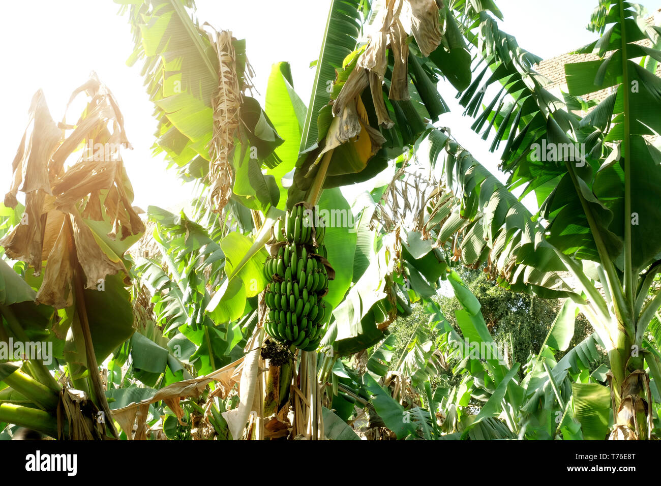 Banana palms hi-res stock photography and images - Alamy