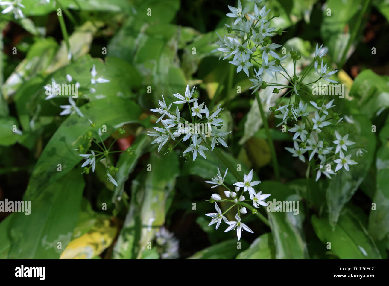 The wild garlic blooms in the spring forest Stock Photo - Alamy