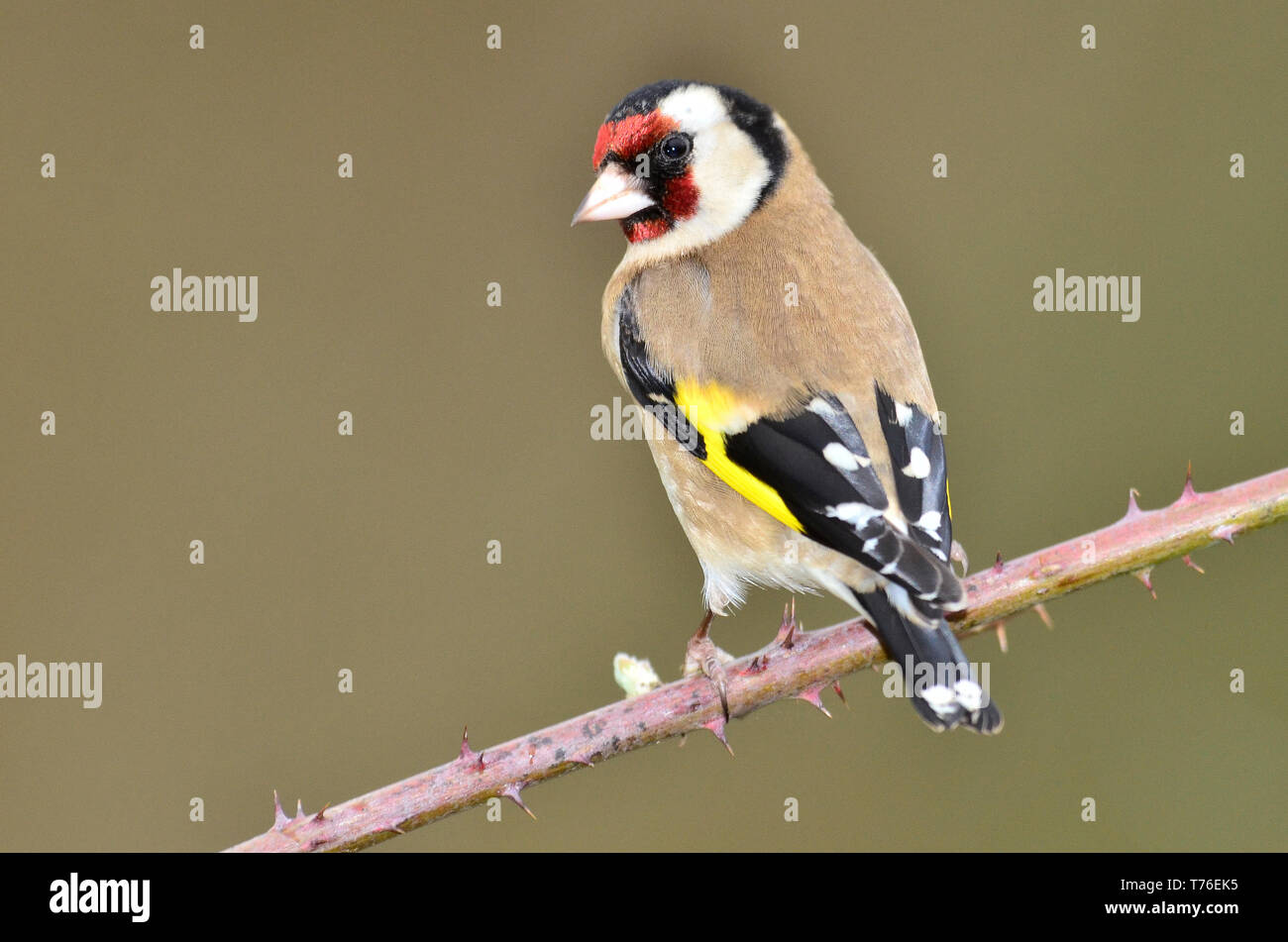Goldfinch in habitat hi-res stock photography and images - Alamy