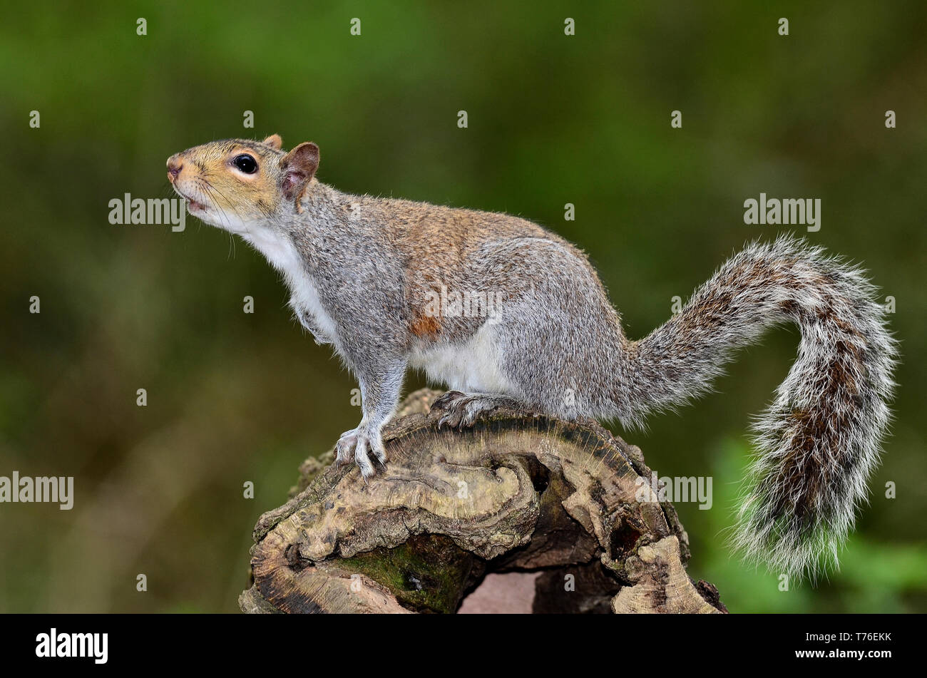 Common gray squirrel bushy tail hi-res stock photography and images - Alamy