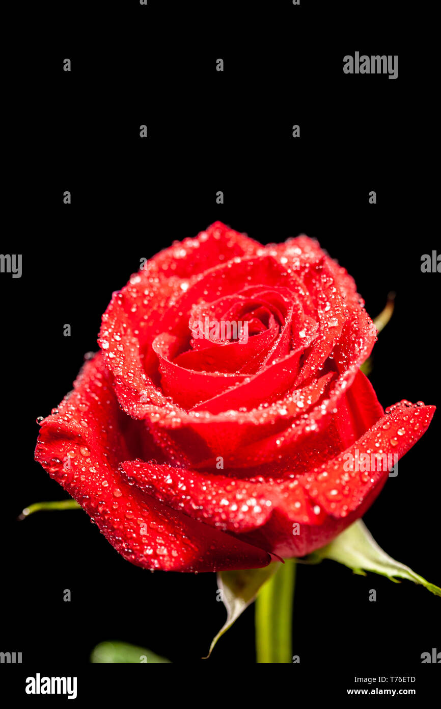 Black Rose With Raindrops