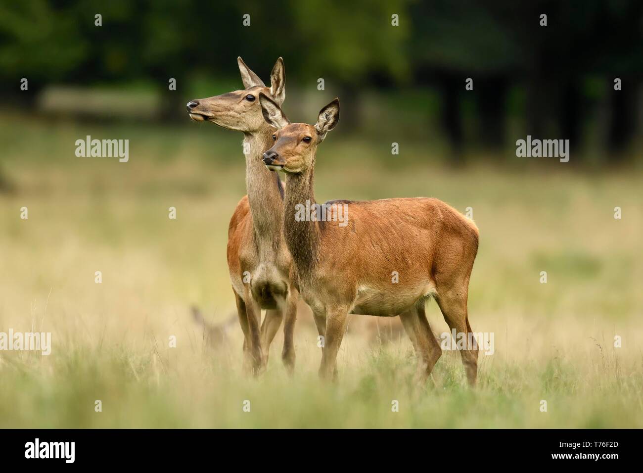 Red deer (Cervus elaphus), deer cows standing on a meadow, Denmark ...