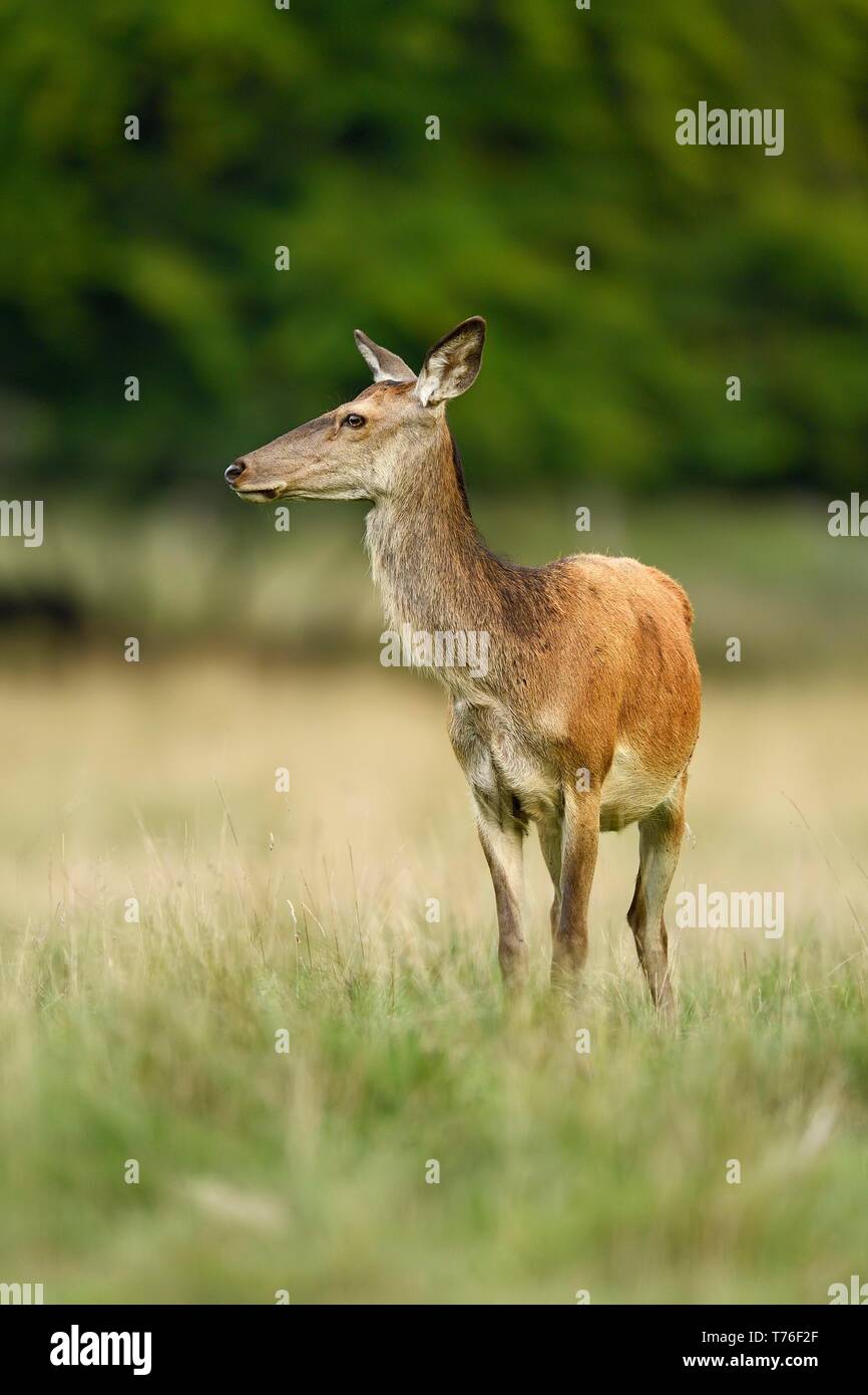 Red deer (Cervus elaphus), doe standing in a meadow, Denmark Stock ...