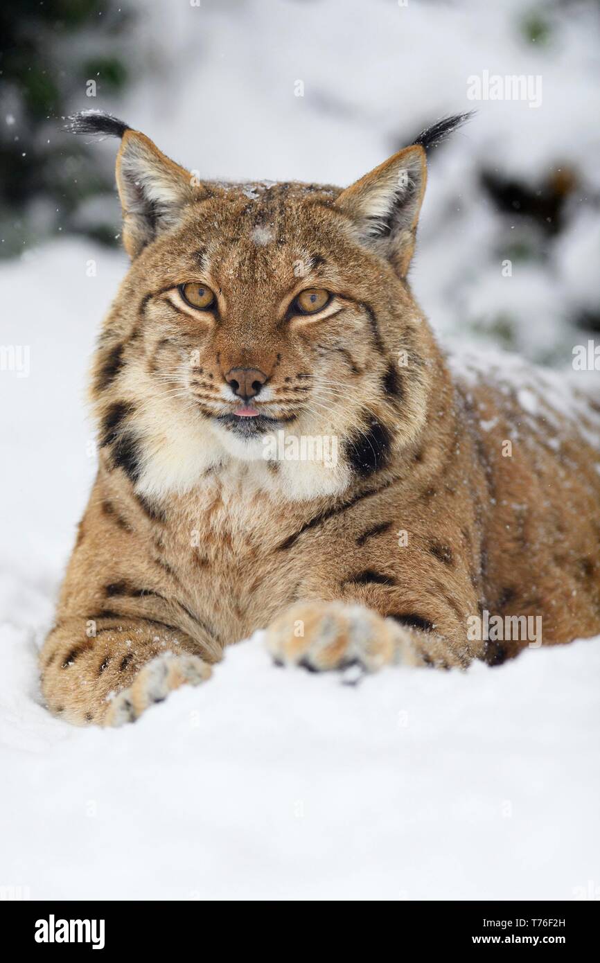 Eurasian lynx (lynx lynx), lies in the snow, animal portrait, captive ...
