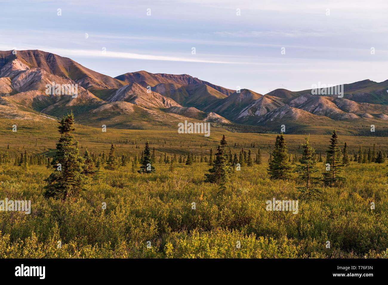 Tundral landscape in Denali National Park, mountains of the Alaska ...