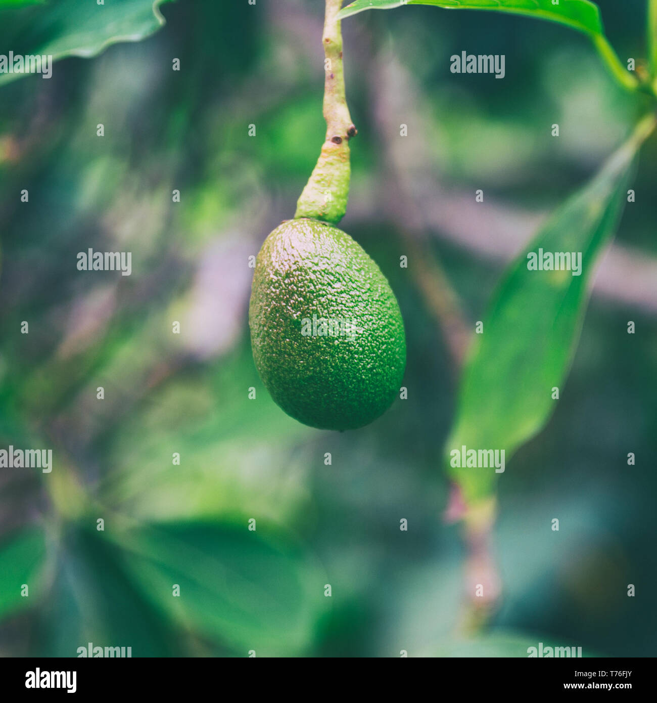 Avocados growing on a tree hi-res stock photography and images - Alamy