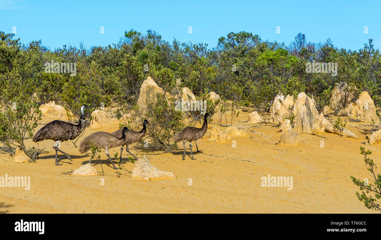 Desert western australia hi-res stock photography and images - Alamy