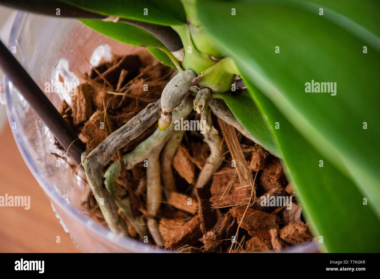 Orchid roots hi-res stock photography and images - Alamy