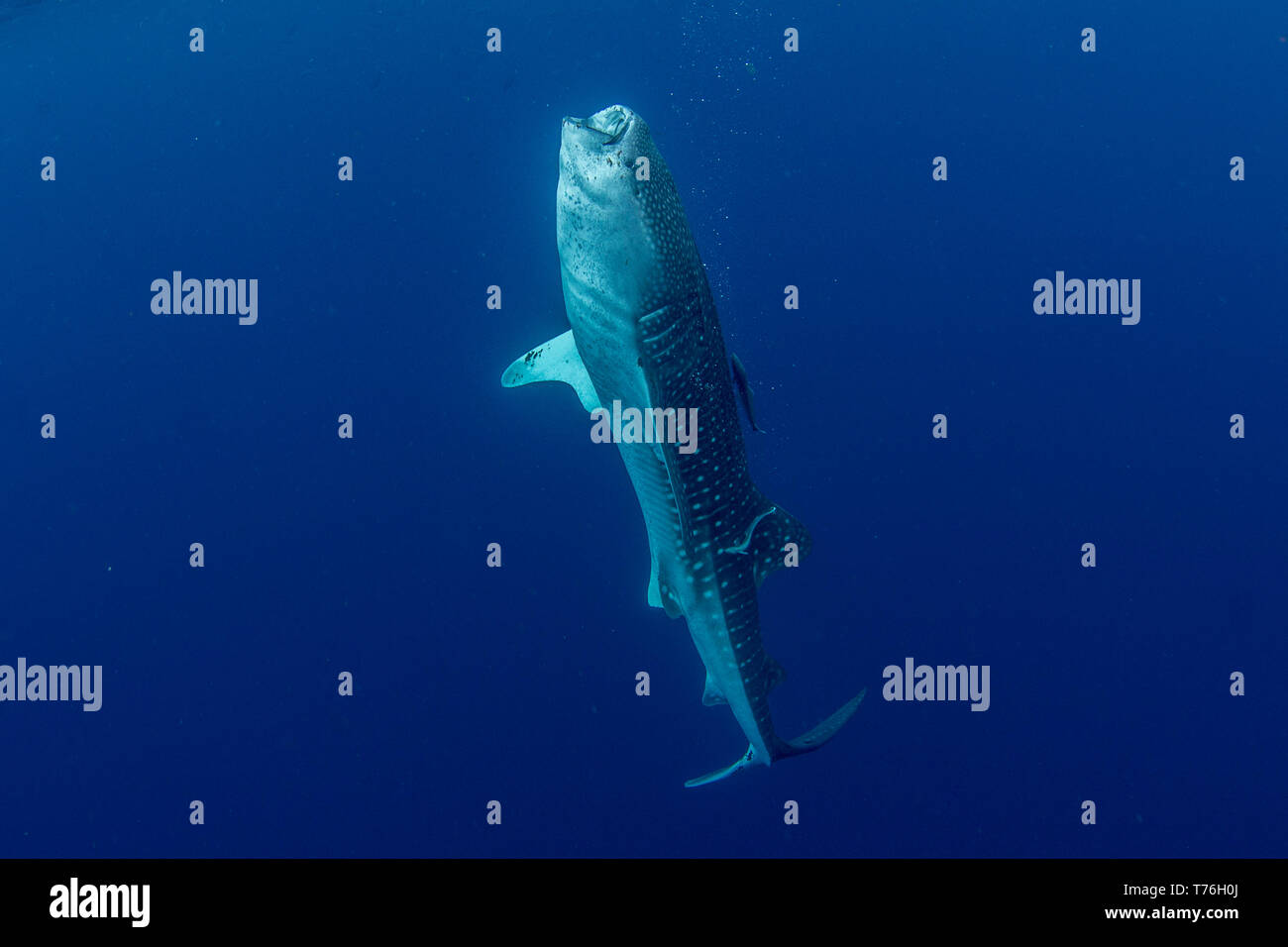 Whale shark ( Rhincodon typus ) vertical suction feeding, Honda Bay ...