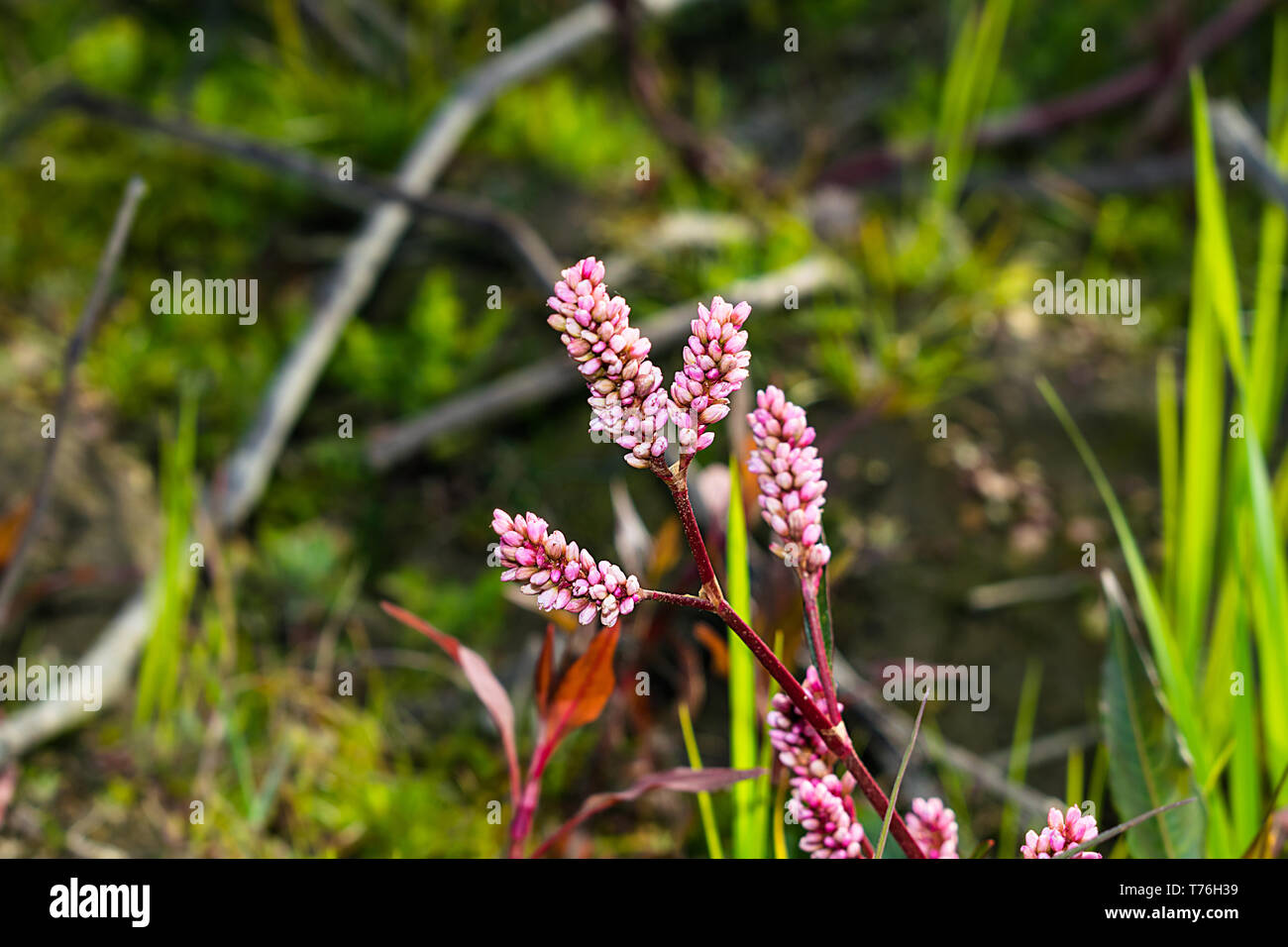 Tree growing on lake bank hi-res stock photography and images - Alamy