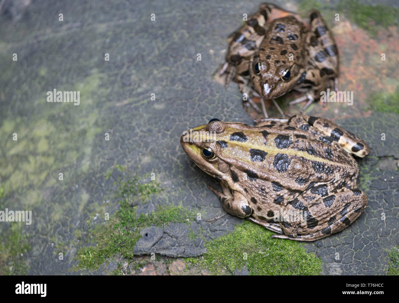 European marsh frog, Pelophylax ridibundus, in old drainage ditch Stock ...