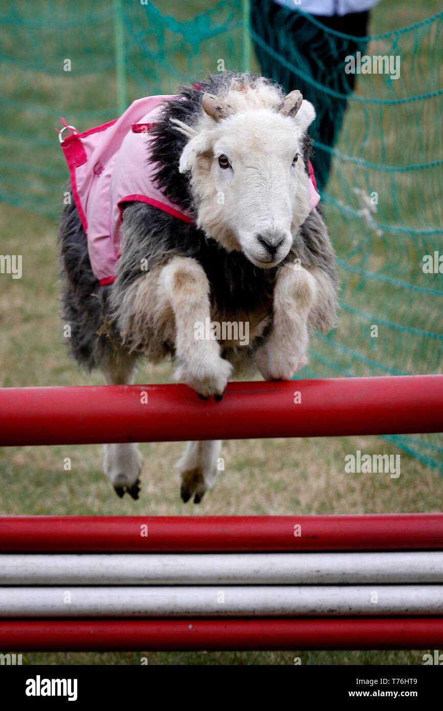 Speedy sheep aleaping in the Lamb National, a very popular race at ...