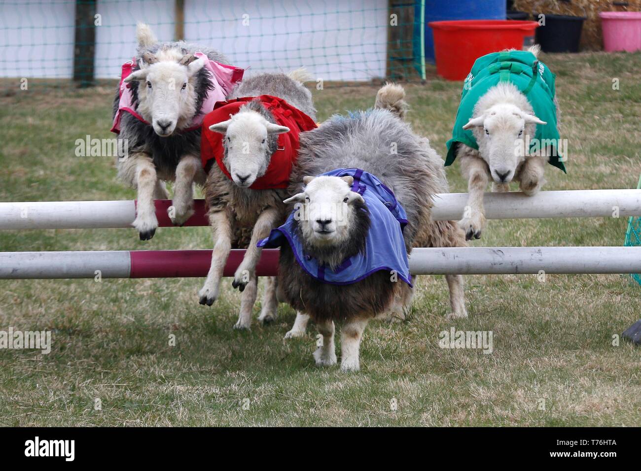 Jumping Sheep High Resolution Stock Photography and Images - Alamy