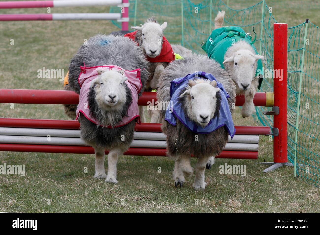 Speedy sheep aleaping in the Lamb National, a very popular race at ...