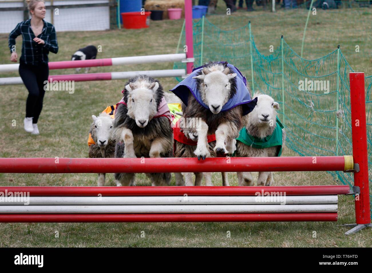 Speedy sheep aleaping in the Lamb National, a very popular race at ...