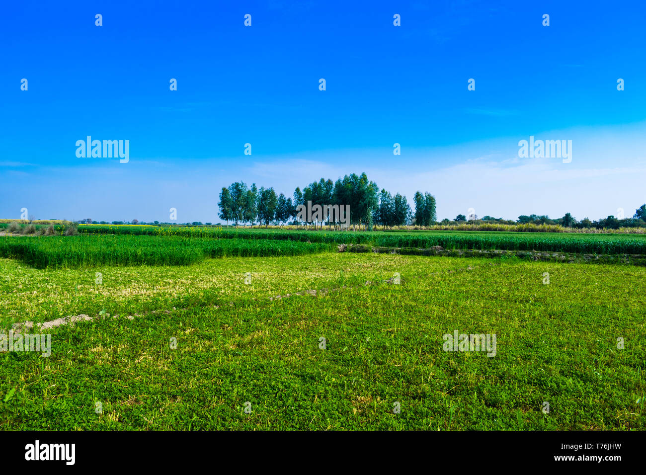 beautiful green fields of wheat in punjab pakistan ,landscape with blue ...