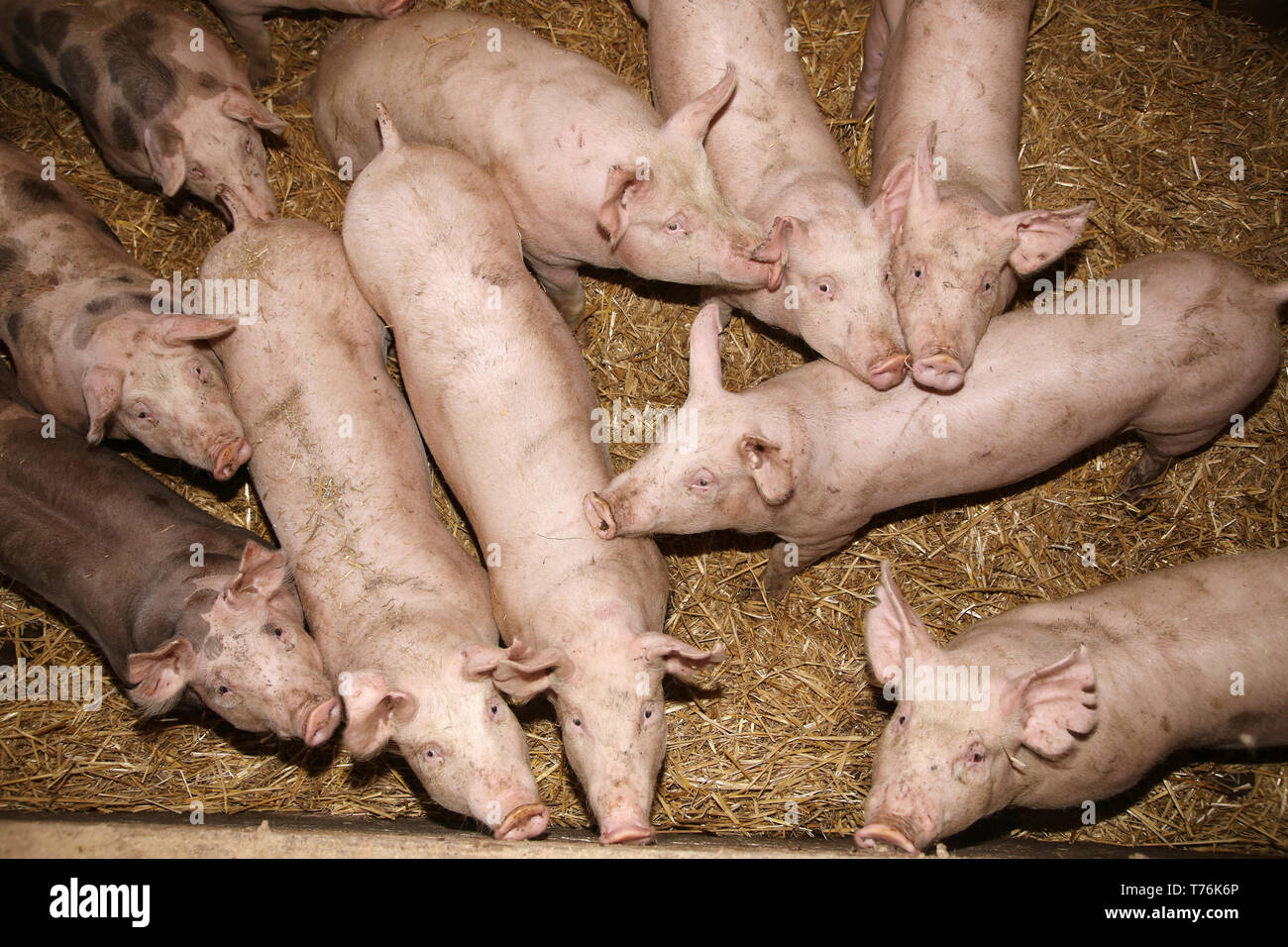 Piglets growing up at an industrial animal farm Stock Photo - Alamy