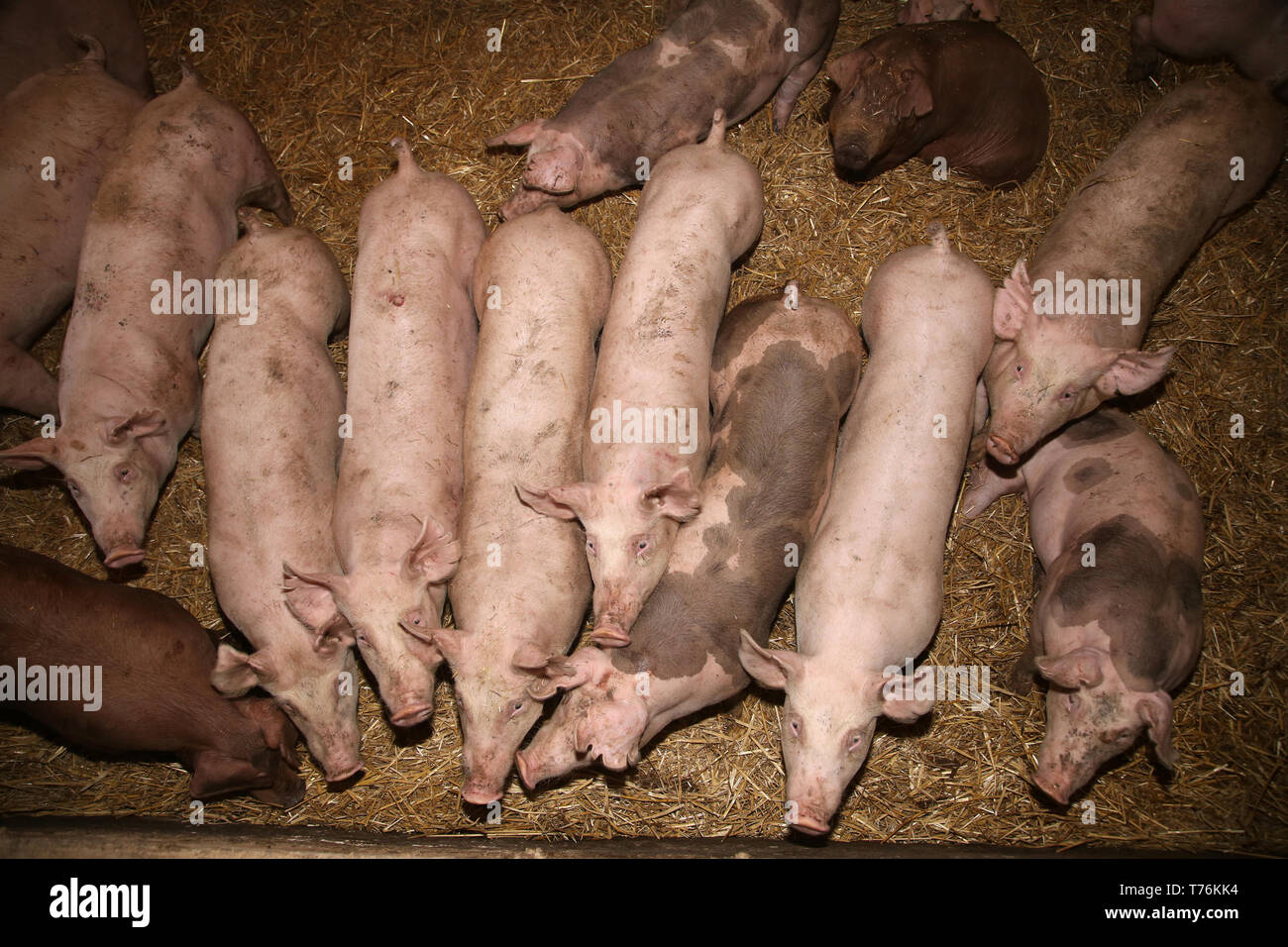 Pig iron bar hi-res stock photography and images - Alamy