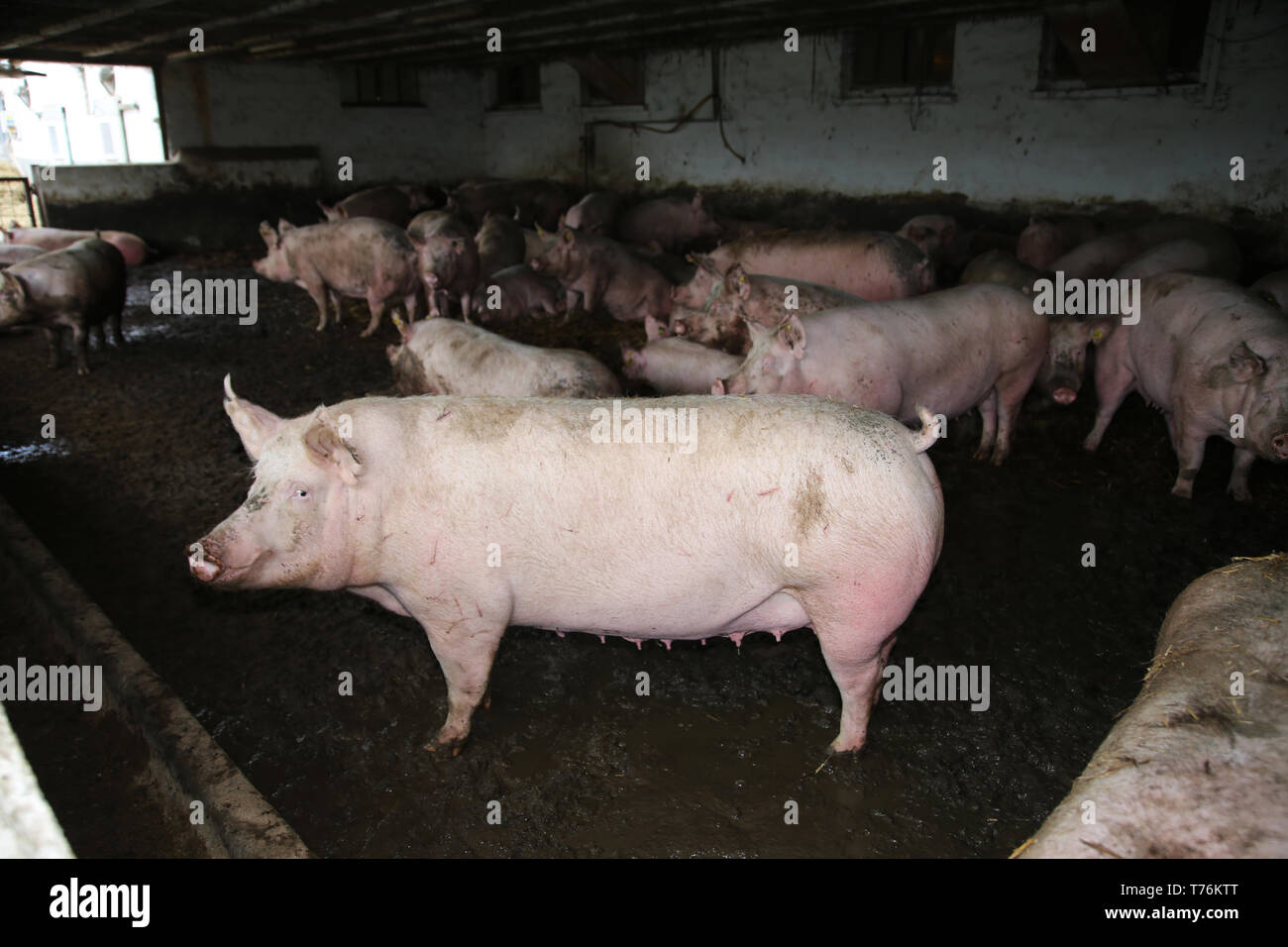Side view photo of a beautiful mighty pig sow in the barn Stock Photo ...