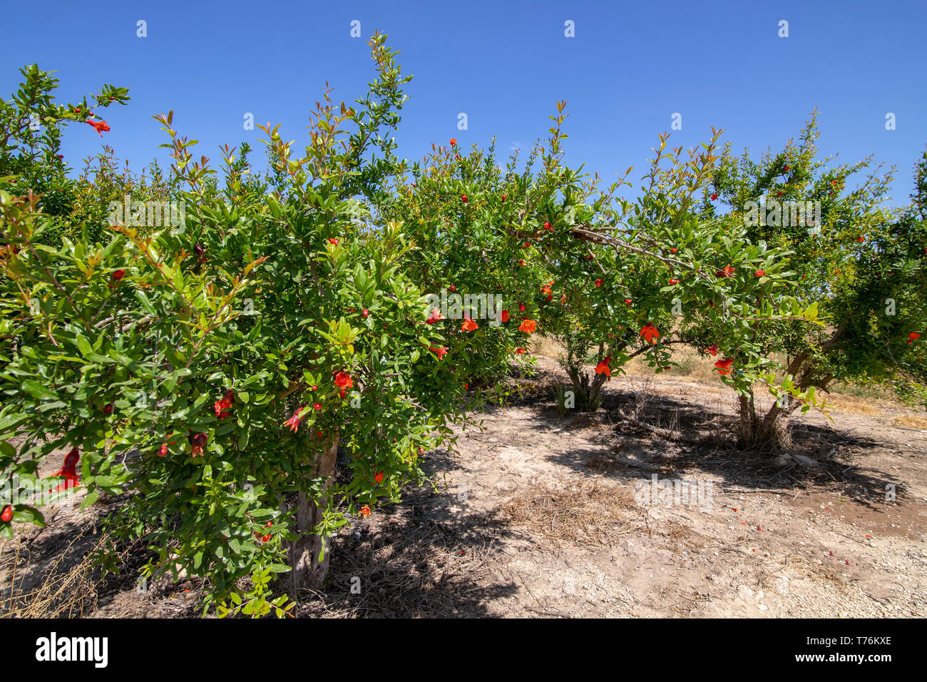 Pomegranate bloom hi-res stock photography and images - Alamy