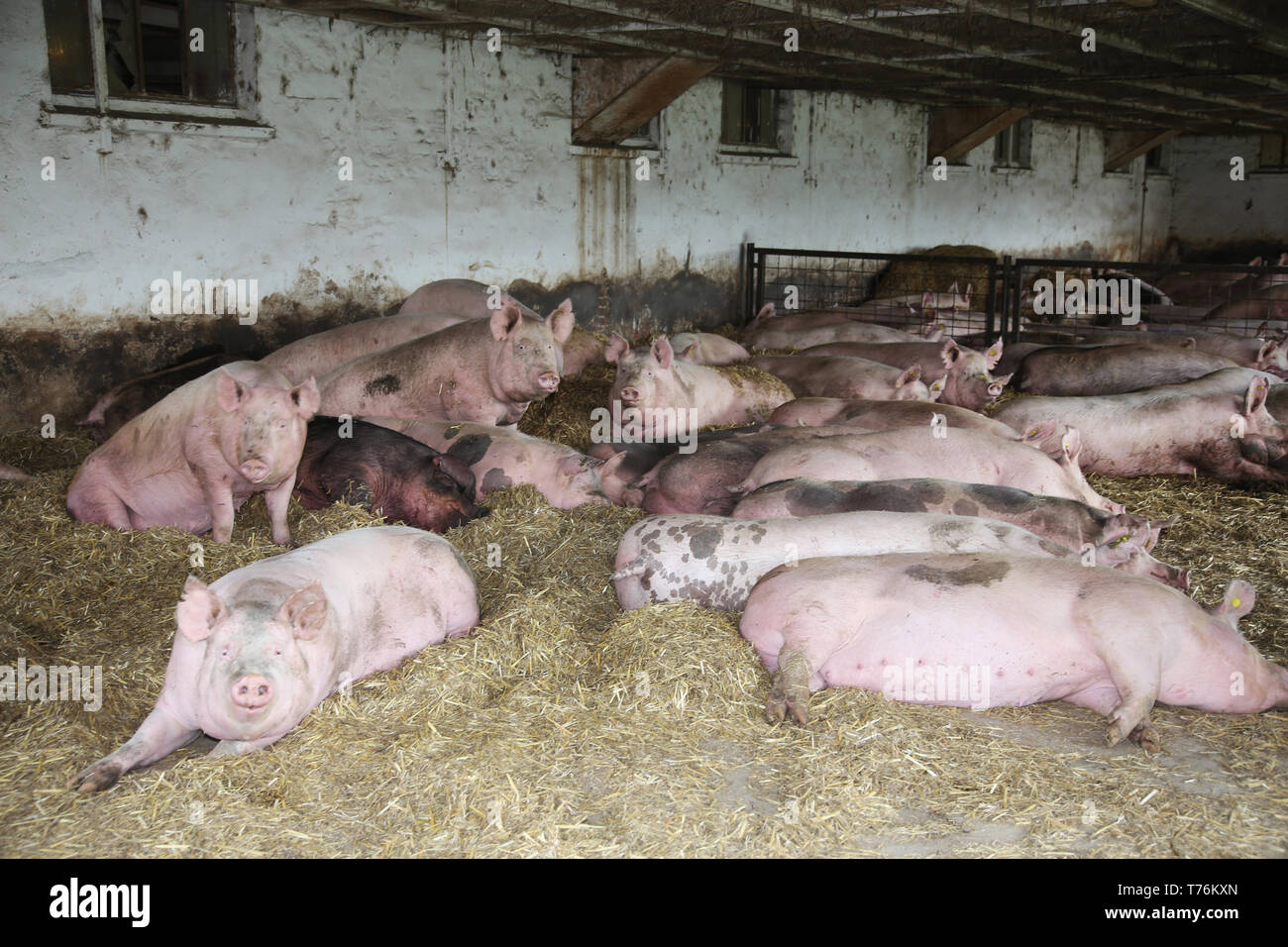Mighty pig sows laying or sleeping in a straw filled enclosure Stock ...