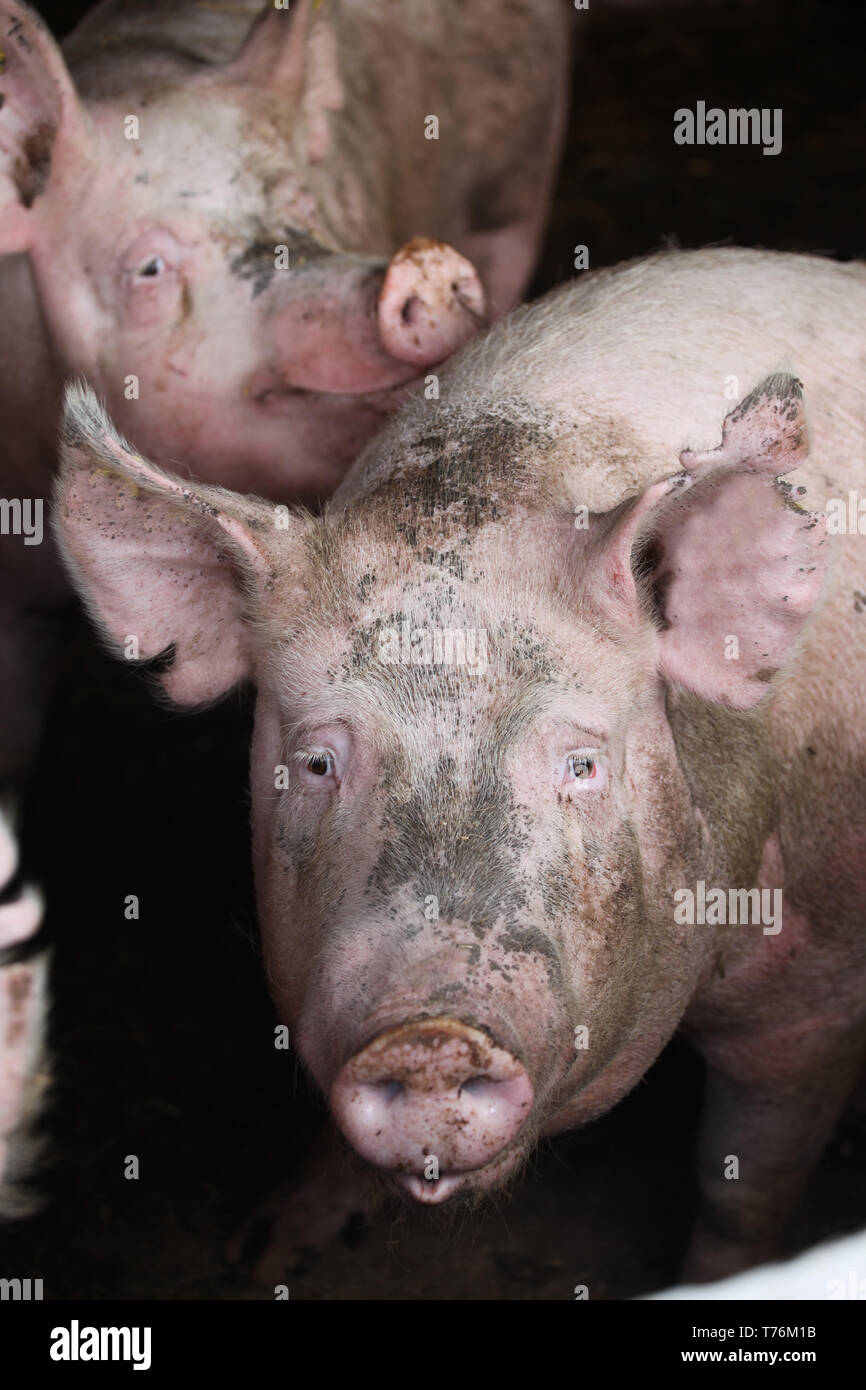 Close-up of a young big domestic pig at animal farm indoors. Front view ...