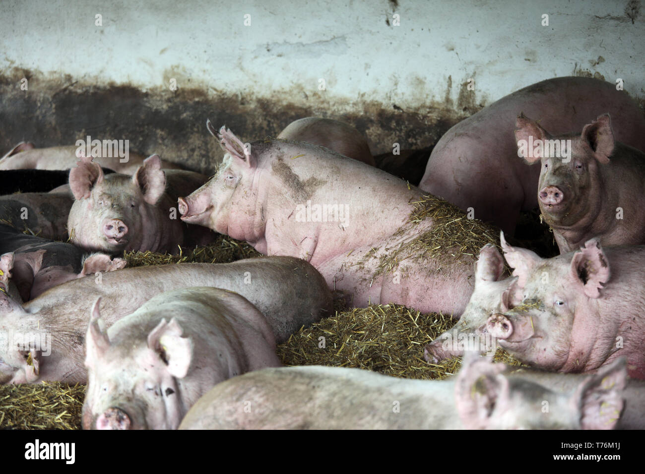 Horizontal view photo of beautiful mighty pig sows in the barn Stock ...