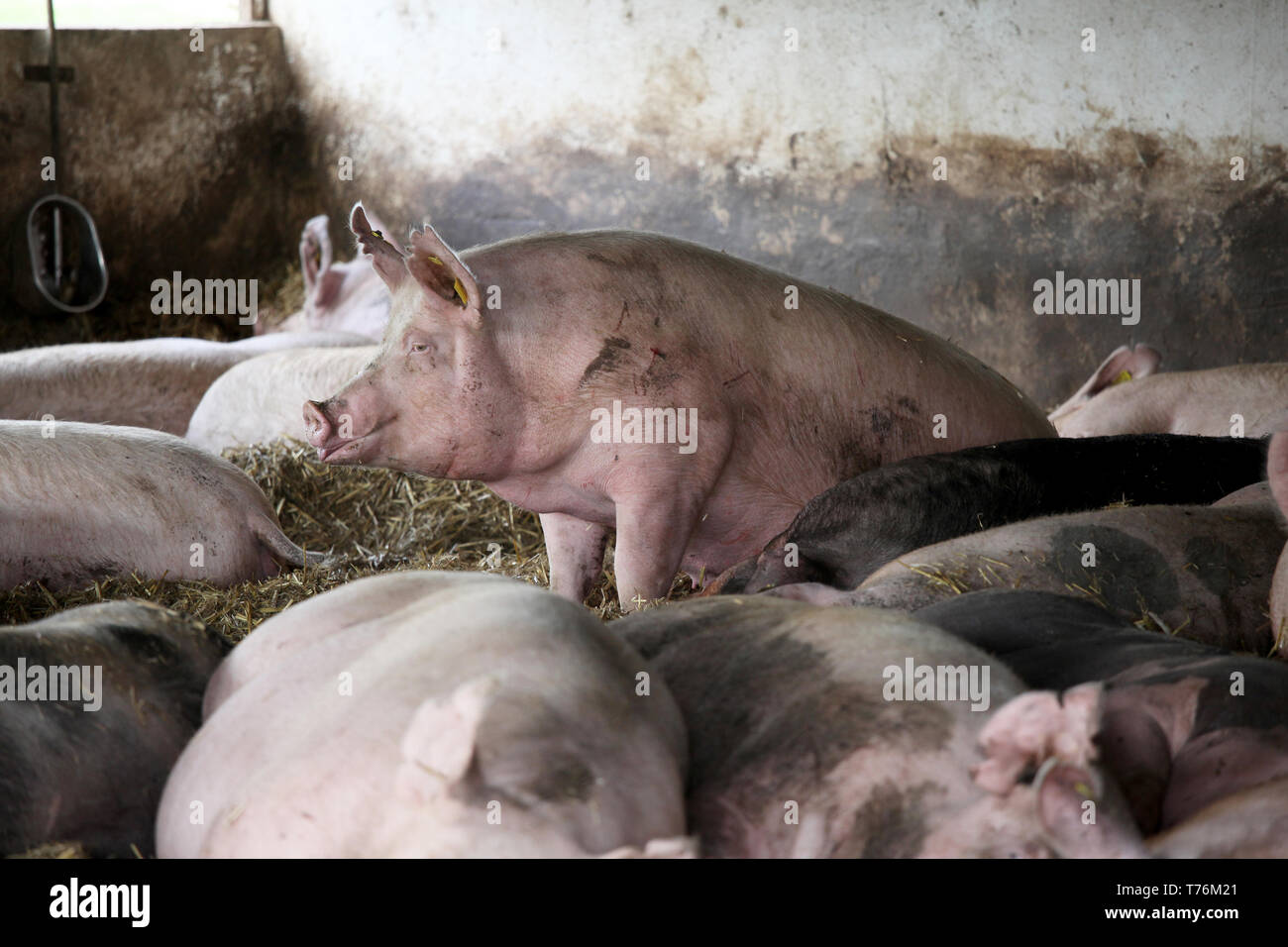 Mighty pig hi-res stock photography and images - Alamy