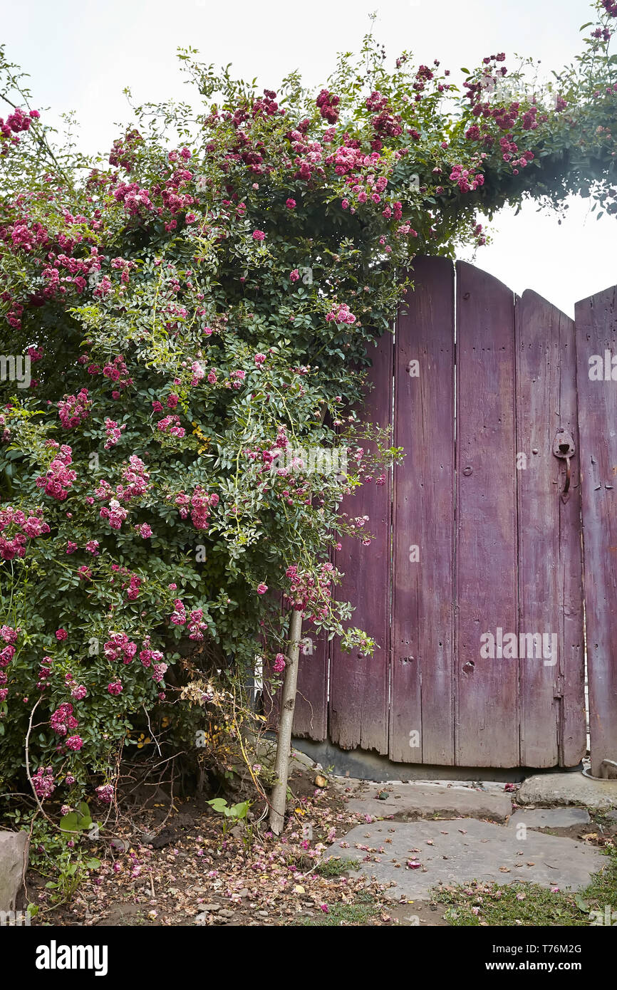 Rose bush overgrowing wooden gates. Ukrainian countryside Stock Photo ...