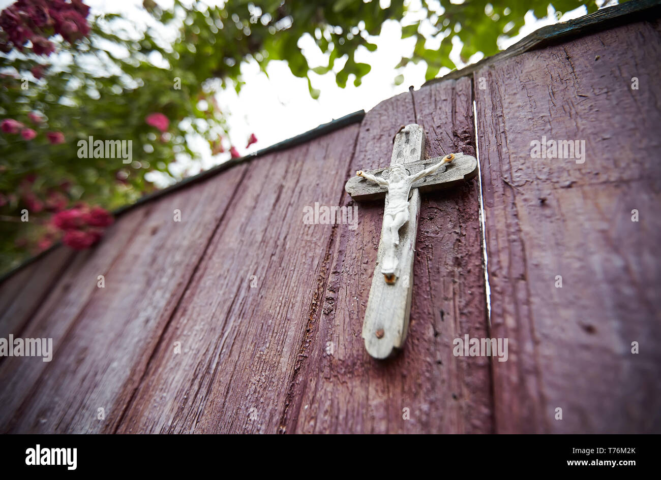 Rose bush overgrowing wooden gates with a cross. Ukrainian countryside ...